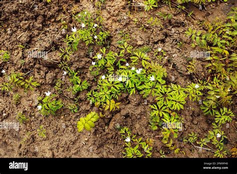 Uniformed Workers Manually Sow Small Tree Seedlings Into The Ground Reforestation Works After