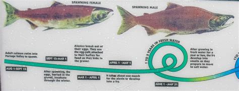 Cannundrums Pacific Salmon Five Species