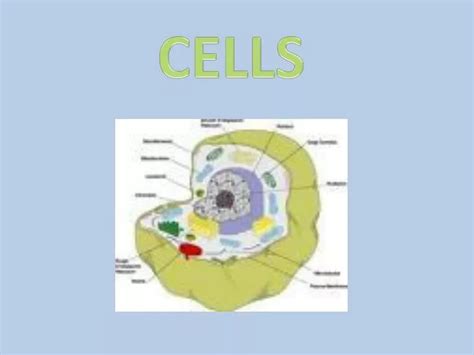 PPT CELLS PowerPoint Presentation Free Download ID 2347973