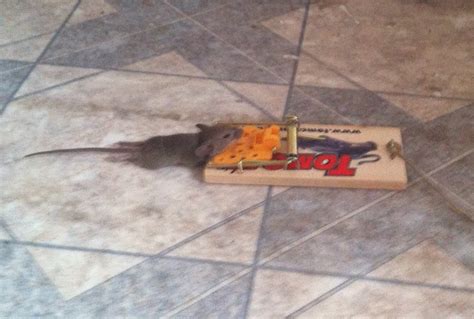 If Youre Easily Grossed Out Do Not Scroll Down Hootenannie