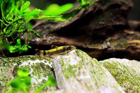 Algae Eaters How Many To Have In A Fish Tank Efishkeeping