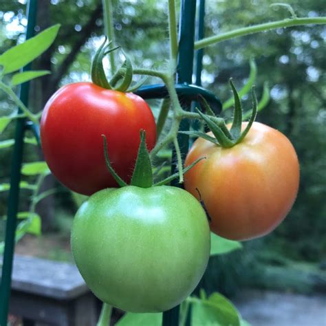 Talkstarter For Teens What Counts As “having Sex” Keep The Talk Going