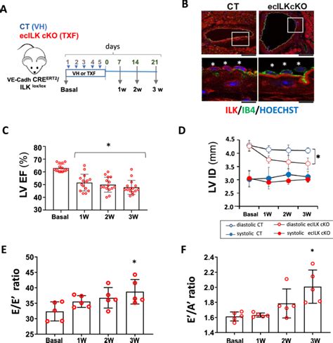 内皮 Ilk 通过预防冠状动脉微血管功能障碍和内皮间质转化来诱导心脏保护 Basic Research In Cardiology X Mol