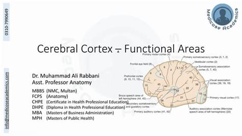Cerebral Cortex Functional Areas Pdf Brain And Nervous System Disorders Diseases And