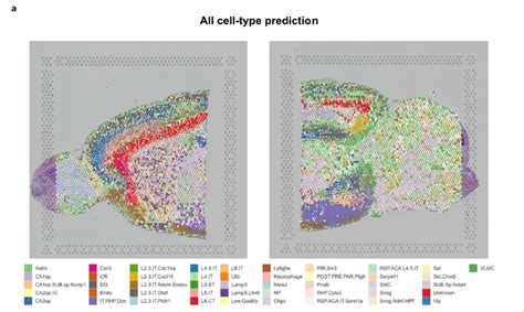 10x单细胞空间联合分析之三 Spotlightspotlight分析 Csdn博客 10x单细胞空间联合分析之三 Spotlightspotlight分析 Csdn博客