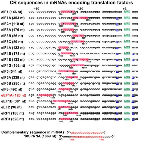 Identification Of Complementary Sequence To The 3 End Of 18S RRNA Download Scientific Diagram