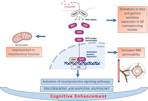 Figure 4 From The Role Of The Nrf2 Pathway In Maintaining And Improving Cognitive Function