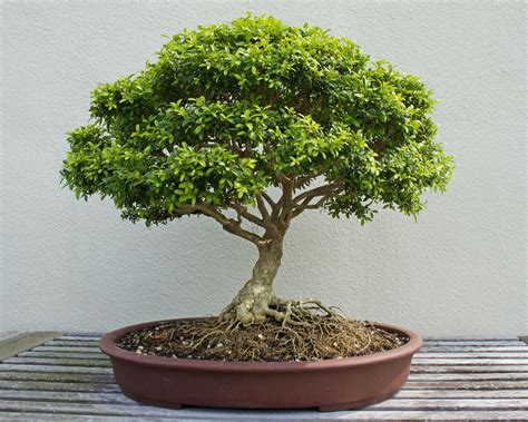 7 Easy Bonsai Trees For Beginners That Are Simply Stunning Gardening
