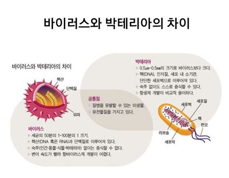 세균과 바이러스의 큰 차이 세균은 무엇인가에 지식in