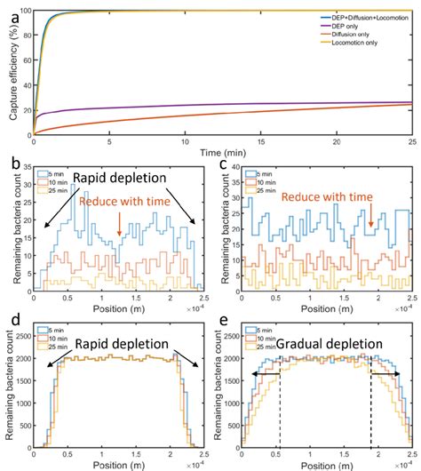 Brownian Dynamics Simulation Result Of Bacteria Purification In The 250 Download Scientific