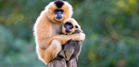 Sex In The Zoo How Zoo Architects Design Propagation Facilities Wdm Architects Sex In The Zoo How Zoo Architects Design Propagation Facilities Wdm Architects