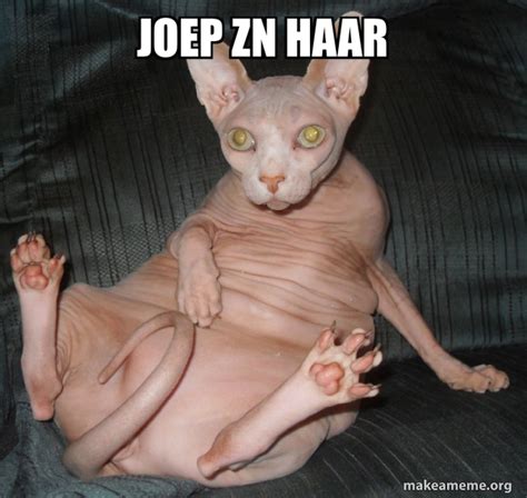 Joep Zn Haar Hairless Cat Meme Generator