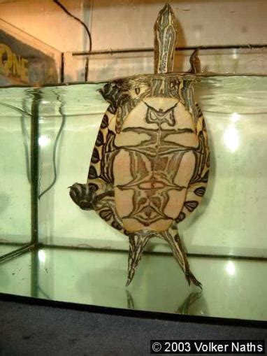 Trachemys Mollii Allevamento E Scheda