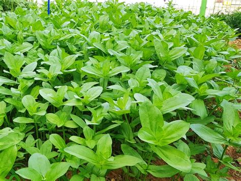 백일홍 키우기 백일홍 씨앗 파종시기 및 방법 꽃 피는 시기 꽃말 네이버 블로그