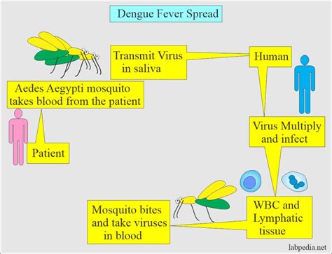Dengue Fever Bleeding