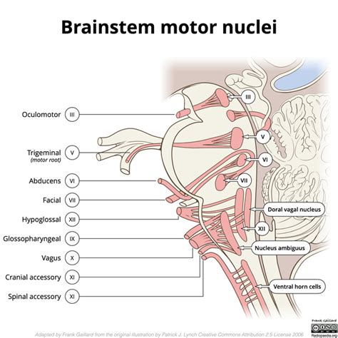 Glossopharyngeal Nerve Nuclei