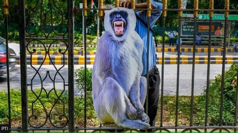 G20 Delhi Tries To Scare Monkeys Away From Summit Myjoyonline