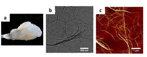 From Cellulose To Nano Crystals And Nano Fibrils Glycopedia
