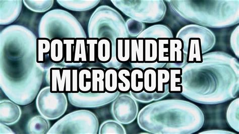 Potato Cell Under Microscope