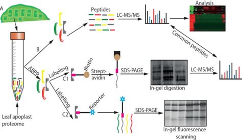 Workflow Of Quantitative Proteomics Analysis Coupled With Activity Download Scientific Diagram