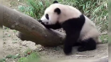 饲养员和妈妈对小团子的教育产生分歧团子怎么办 YouTube