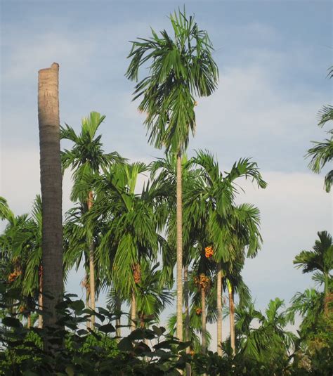 Búnga Cultured Philippine Cultural Education Online