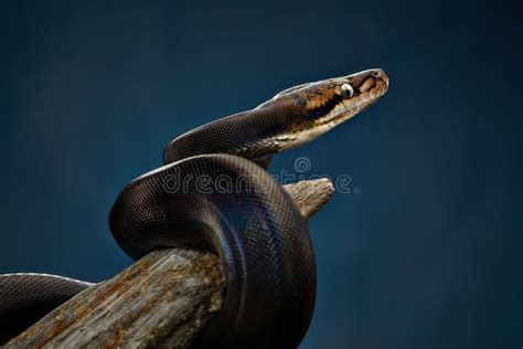 Reticulated Python On Black Background Stock Image Image Of Endangered Danger