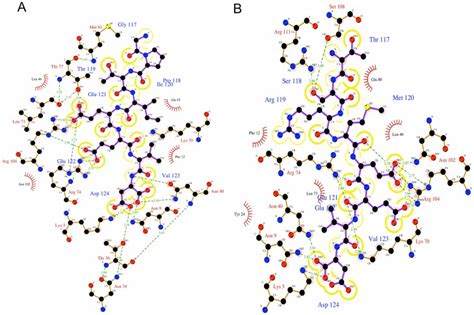 A Interactions Between The Tpr Domain And The C Terminal Octapeptide Download Scientific
