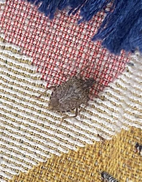 Stink Bug Assassin Bug Something Else Rwhatisthisbug Stink Bug Assassin Bug Something Else Rwhatisthisbug