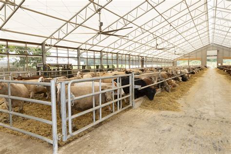 Chris Schaaps Beef Barn — Wecover Structures