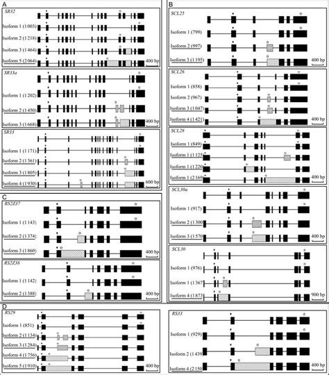 Schematic Diagrams Of Alternatively Spliced Transcripts Structure From Download Scientific