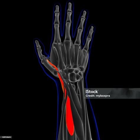 의료 개념 3d 일러스트레이션을 위한 엑텐서 폴리시스 브레비스 근육 해부학 3차원 형태에 대한 스톡 사진 및 기타 이미지 3차원 형태 근육 사진 이미지 Istock
