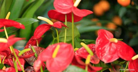 Anthurium Care How To Grow Anthurium Plants