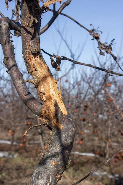 Premium Photo Cracked Bark Of Apple Trees Fruit Tree Disease