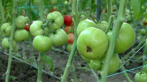 ჯეოარ პლიუსი სასათბურე მეურნეობა გარდაბნის რაიონში Youtube