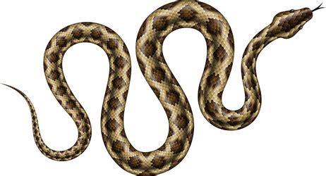 Python Vector Images Over 6 400