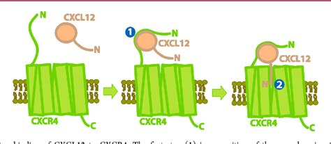 figure 1 from structure based identification of novel ligands targeting