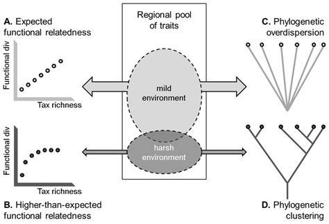 Conceptual Framework Of Trait Filtering By Climate And Expected