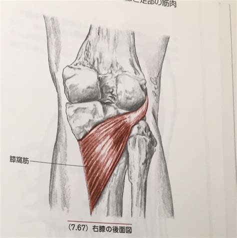 膝窩筋の機能解剖理学療法士 飯島弘貴先生のコラム 解剖実習アカデミー