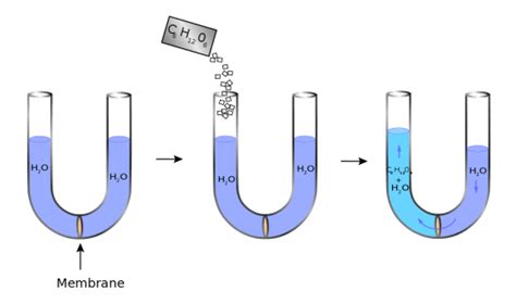 Difference Between Osmolarity And Tonicity