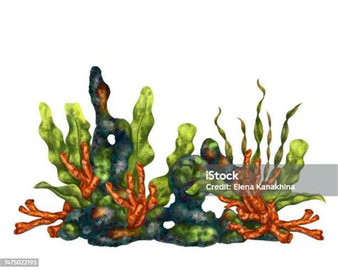 수중 세계의 밝은 구성 붉은 산호 해초 및 돌 바위 흰색 배경에 디지털 그림입니다 인쇄 스티커 포스터 엽서 인쇄용 구도에 대한 스톡 벡터 아트 및 기타 이미지 Istock