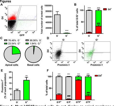 Figure 1 From Basal Neural Stem Cells Drive Postnatal Neurogenesis