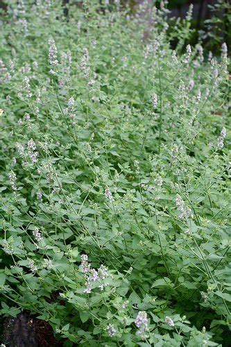 The Science Of Catnip Purrfect Love