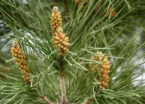 91000 Pine Corn Pictures