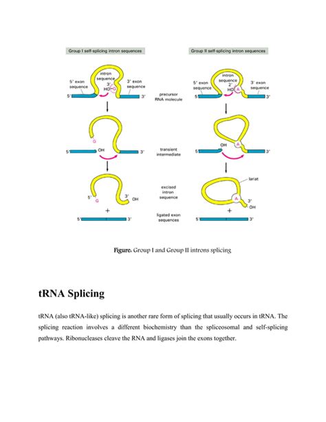 RNA Splicing PDF Chemistry Science