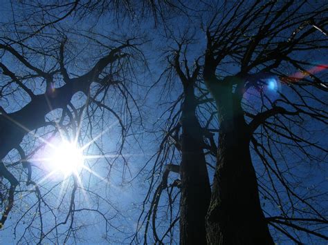 Trees The Sun Nature Free Photo On Pixabay Pixabay