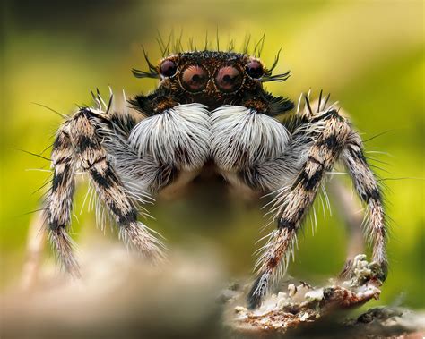 Jumping Spider From Kos R Microporn