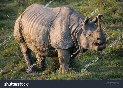 Rhino Mating Images Stock Photos Vectors Shutterstock
