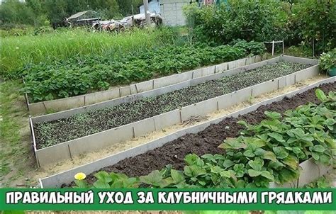 Правильный уход за клубничными грядками весной обеспечит вас богатым урожаем в Интересный