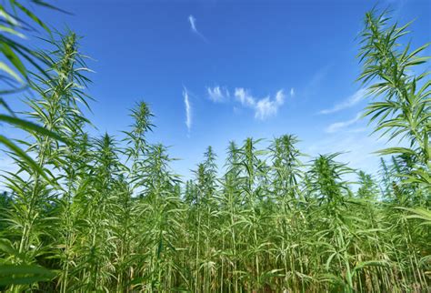 How And Why Did Hemp Become Illegal Kind Green Buds